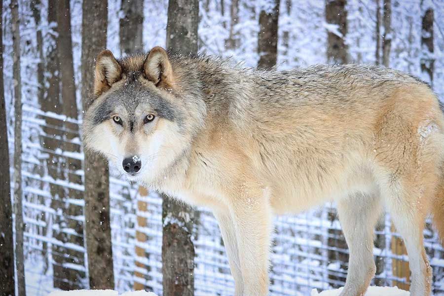 The Pack - My Pack of Wolves Sanctuary